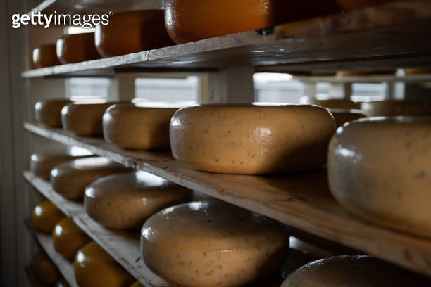 Process of making hard cheese on small cheese farm. Traditional cheese ...
