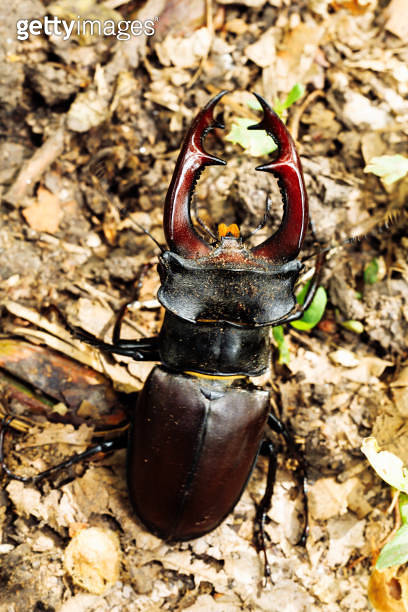 Close-up of rare largest species of european stag beetle standing on ...