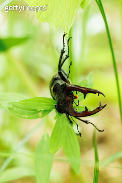Close-up of rare largest species of european stag beetle lying on green ...