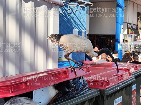 White ibis on rubbish bins at Sydney Fish Market, New South Wales ...