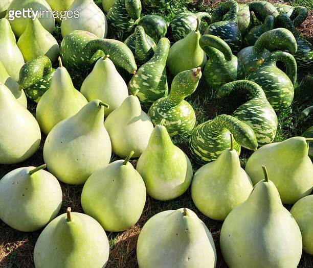 Autumn Gourds in green 이미지 (1726482246) - 게티이미지뱅크