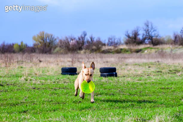 Young labrador retriever dog playing with flying disc at the meadow 이미지 ...