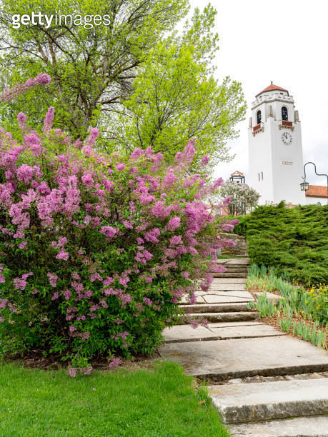 Flowering bush along a foot path in a Boise Public Park 이미지 (1488173407 ...