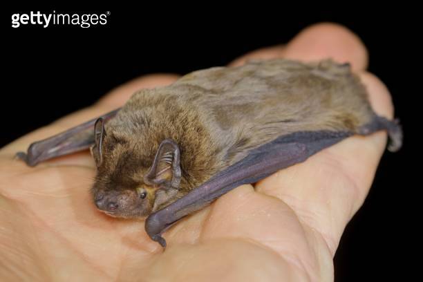 The lesser noctule, Leisler's bat or the Irish bat (Nyctalus leisleri ...