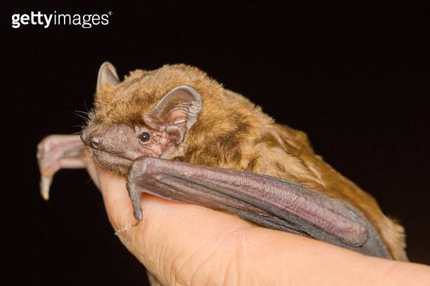The common noctule bat (Nyctalus noctula) head detail on the hand of ...