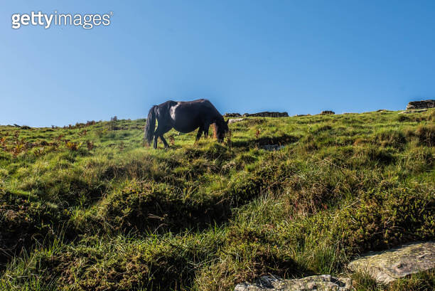 The pottok is a breed of ponies living mainly in the west of the Basque ...