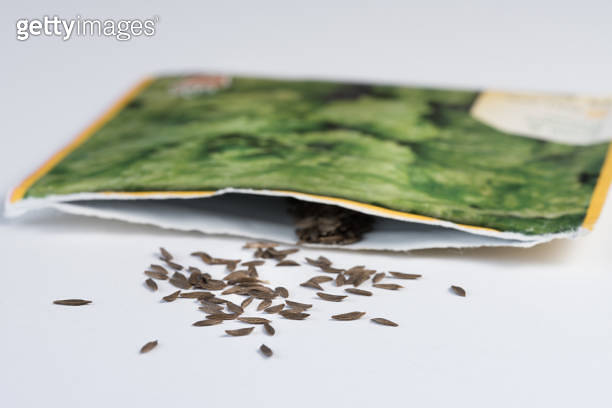 Lettuce Seeds Spilled from a Seed Packet (1520683115) - 게티이미지뱅크