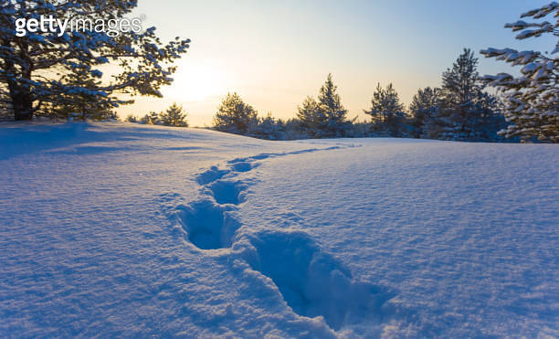winter snowbound fir tree forest with human track at the sunset 이미지 ...