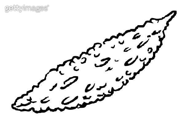 hand-drawn line drawing of bitter gourd (1509110729) - 게티이미지뱅크