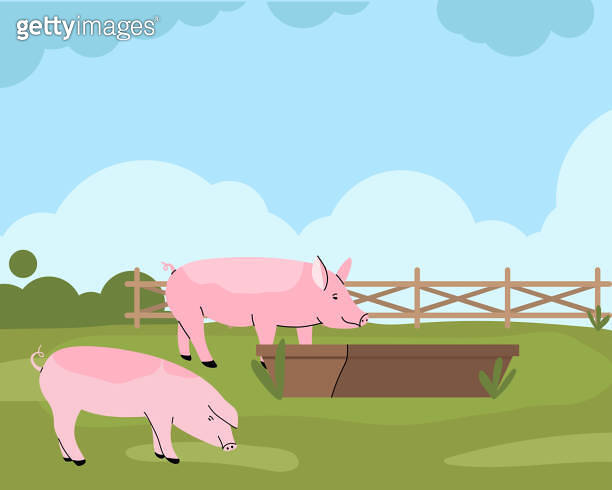 Pink pigs feeding. Pig eating from trough. Hand drawn funny ...