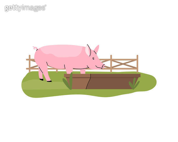 Pink pigs feeding. Pig eating from trough. Hand drawn funny ...