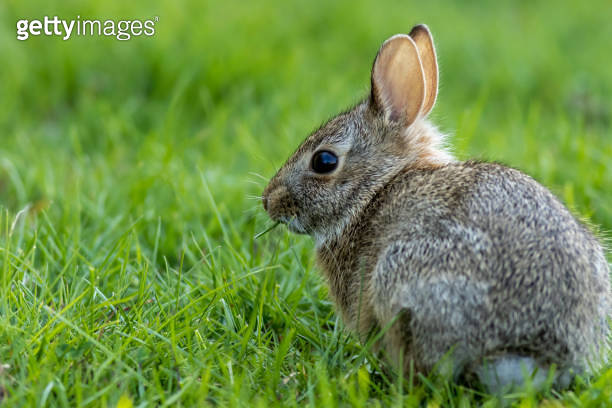 Young Eastern Cottontail Rabbit in green grass with soft dappled ...