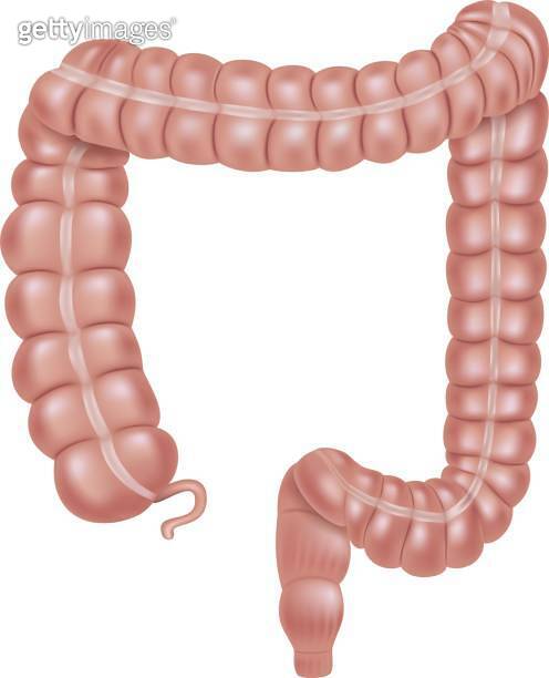 The large intestine (colon) 이미지 (1486302718) - 게티이미지뱅크