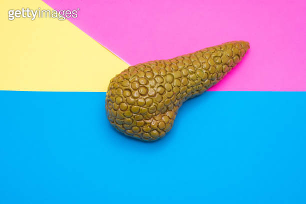 Realistic model of human pancreas gland in the middle of colorful ...