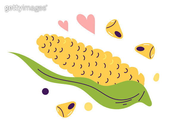 Corn maize kernel grain corncob line art drawing isolated concept ...