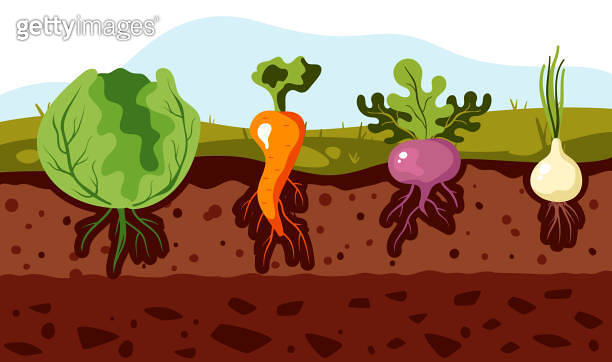 Garden plant root vegetable grow crop agriculture concept. Vector ...