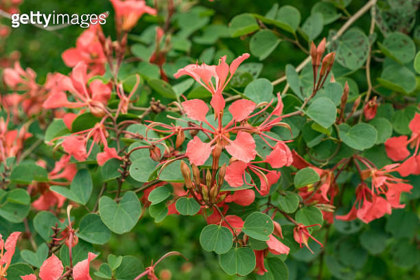 Bauhinia galpinii is a species of shrub in the family Fabaceae.South ...