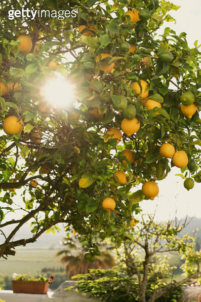 Lemon tree in the sun in the city of Obidos in Portugal (1496131443 ...