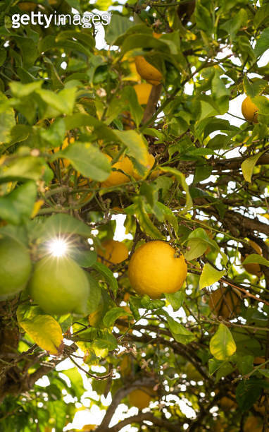 Lemon tree in the sun in the city of Obidos in Portugal (1783618887 ...
