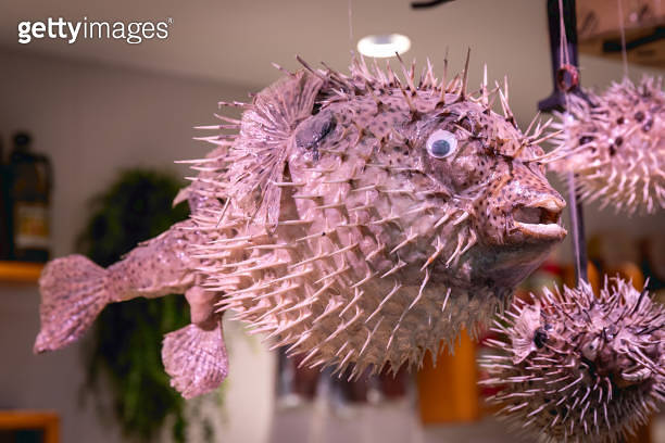 Quirky Culinary Delight: Puffer Fish with Fake Googly Eyes on Display ...