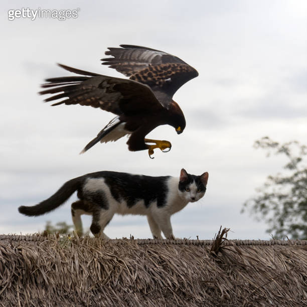 Close-up view of a large hawk soaring over a black and white cat. 이미지 ...