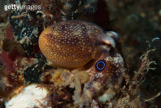 Mototi Octopus Octopus mototi 이미지 (1489579074) - 게티이미지뱅크