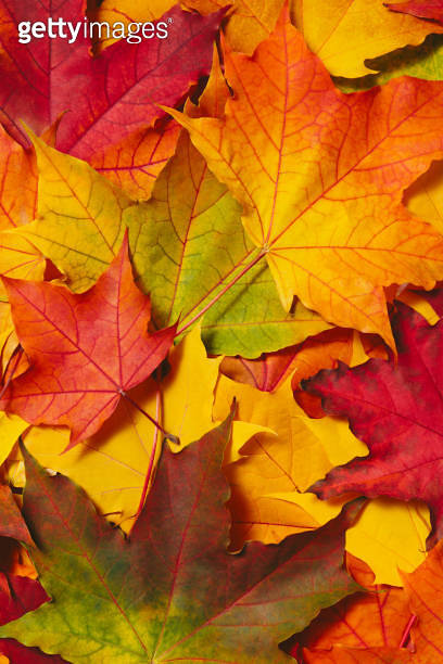 Autumn mood background. Fallen autumn dried leaves background. Colorful ...