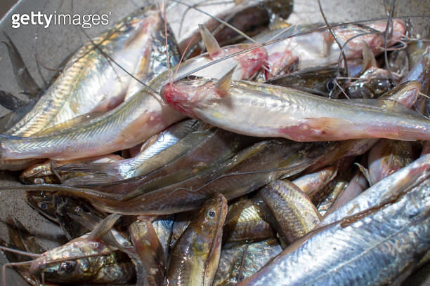 Freshwater Tengra fish, Tengara mystus on market (1814281215) - 게티이미지뱅크