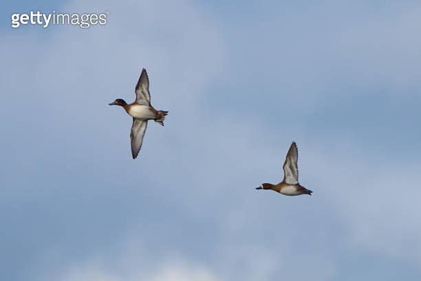Small Flock of Lesser Scaup in Flight in Afternoon Light 이미지 ...