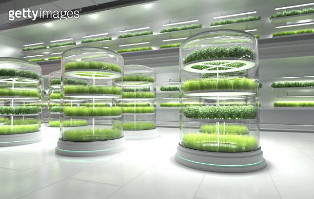 Experimenting with growing vegetables in the lab, Organic vegetable ...