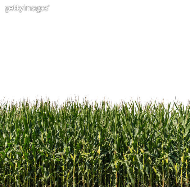 Corn plants seen in the field cut out (1610396876) - 게티이미지뱅크