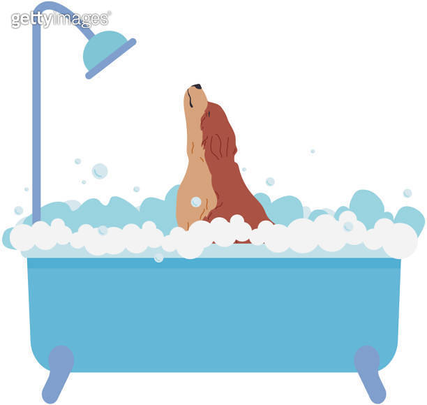 Dog bathing in bathtub with soapy foam wash under shower. Cute doggy ...