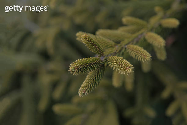 green pine needles. young green sprigs of a Christmas tree. young ...