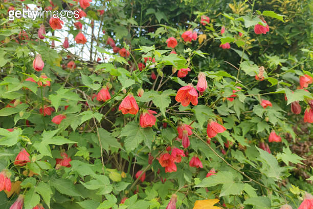 Abutilon striatum (Red Vein Indian Mallow), a showy plant with orange ...