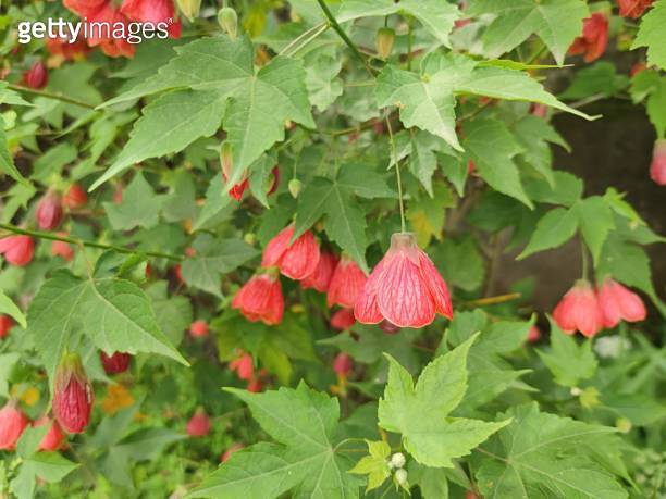 Abutilon striatum (Red Vein Indian Mallow), a showy plant with orange ...