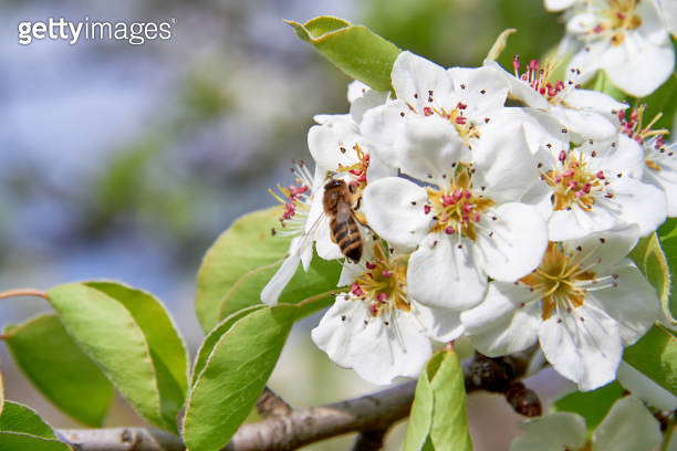 A bee collects pollen from flowers of fruit trees in baskets on its ...