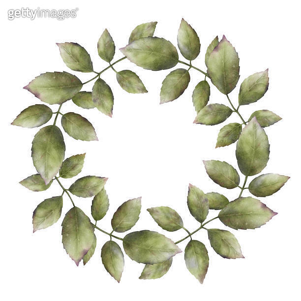 Greenery round frame. Isolated watercolor frame with watercolor green ...