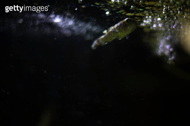 Fish in aquarium breathe air. Fish went up. Air bubbles in aquarium ...