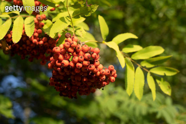 Red rowan. Berries on tree. Rowan bush. 이미지 (1784203968) - 게티이미지뱅크