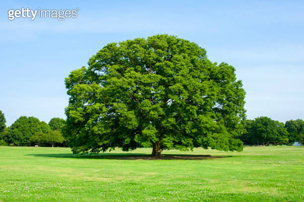 green tree 이미지 (1482323342) - 게티이미지뱅크