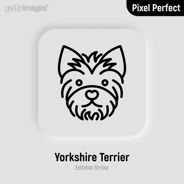 Yorkshire terrier head thin line icon. Dog breed. Editable stroke ...