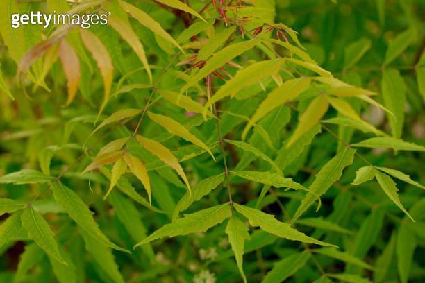 A branch of Azadirachta indica, neem tree showing compound leaves and ...
