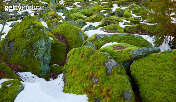 Ancient stones covered with snow, plants, moss, lichen, dry autumn ...