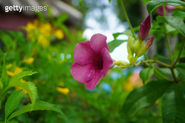 Allamanda blanchetii , Purple Allamanda. Blooming in the garden. 이미지 ...
