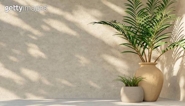 Tropical palm in clay pot and shadow on concrete wall. 이미지 (1466608653 ...