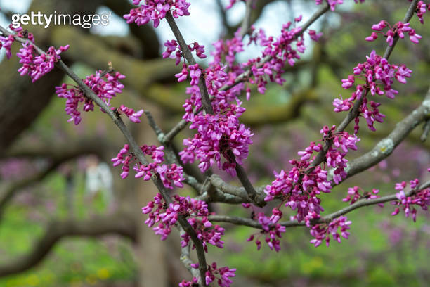 The Eastern Redbud tree (Cercis canadensis) in blooming in early May in ...