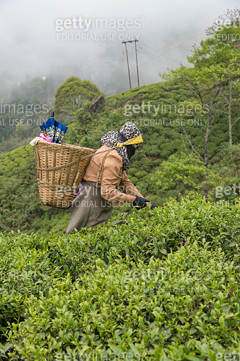 Darjeeling, west bengal,India,20 April 2022 Women pickers plucking tea ...