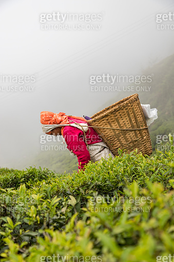 Darjeeling, west bengal,India,20 April 2022 Women pickers plucking tea ...