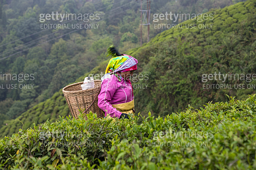 Darjeeling, west bengal,India,20 April 2022 Women pickers plucking tea ...