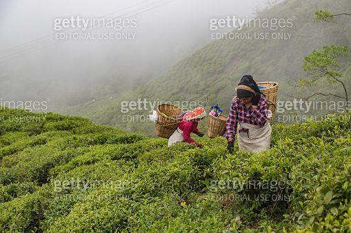 Darjeeling, west bengal,India,20 April 2022 Women pickers plucking tea ...